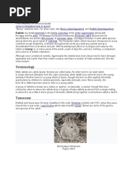 Rabbits | PDF | Rabbit | Mammal Orders