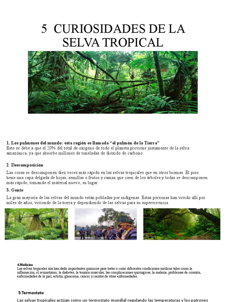 Hojas De Trabajo Sobre La Selva Tropical Para Niños