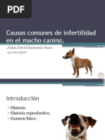 Anatomía y enfermedades del pene canino | PDF | Pene | Urología