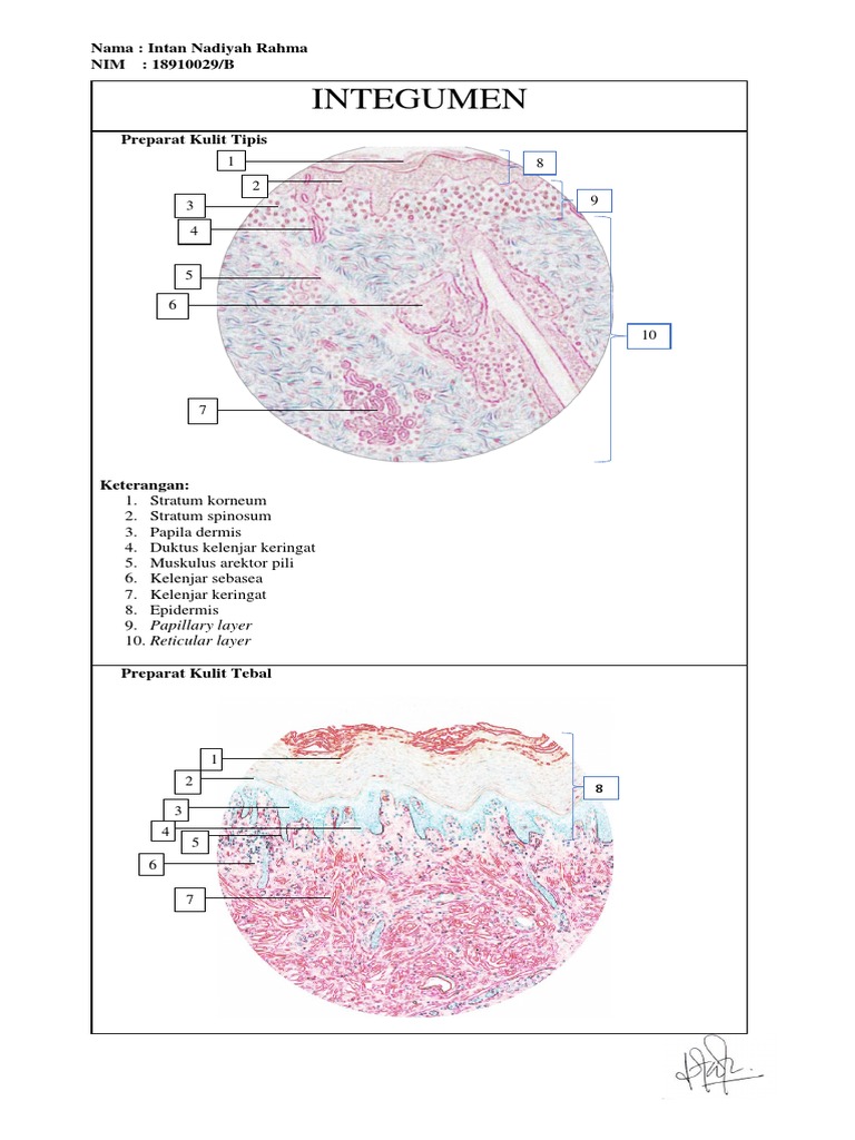 Histologi Kulit dan Kuku: Preparat Dasar | PDF | Griya & Taman | Sains ...