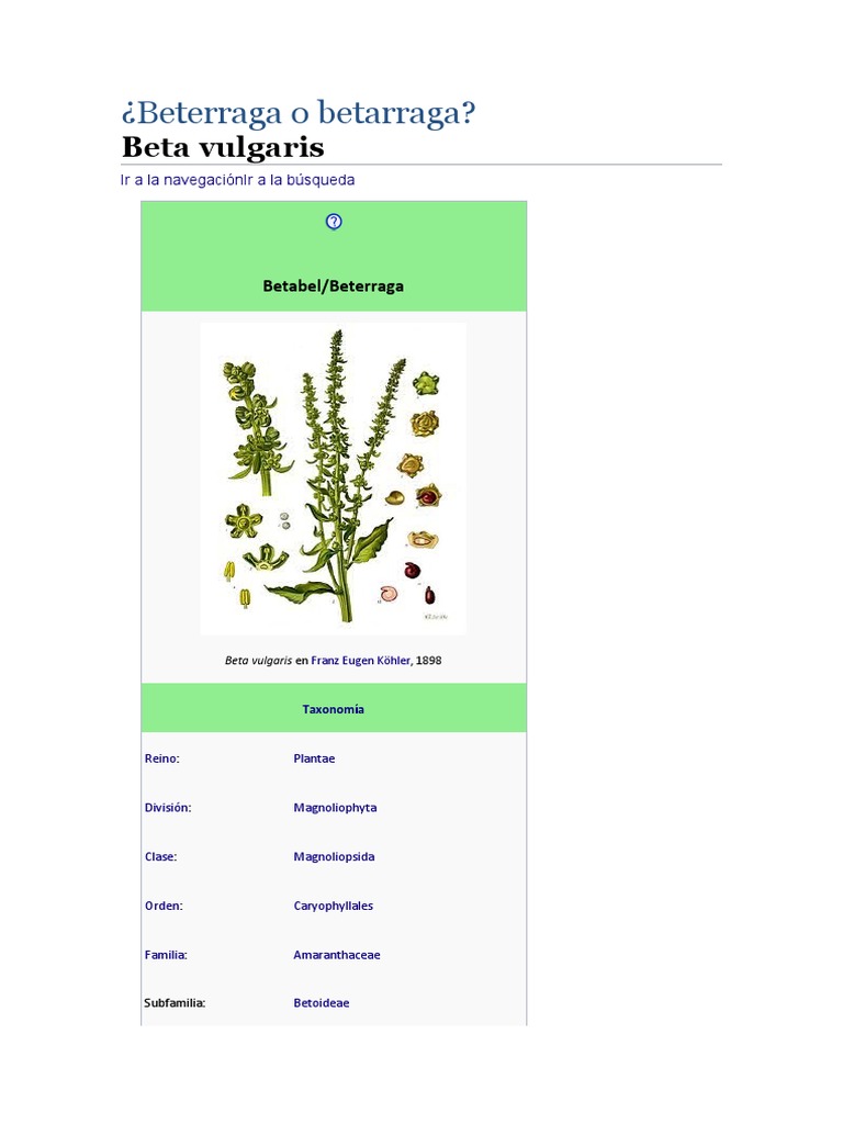 Beterraga o Betarraga | PDF | Cultivos | Agronomía