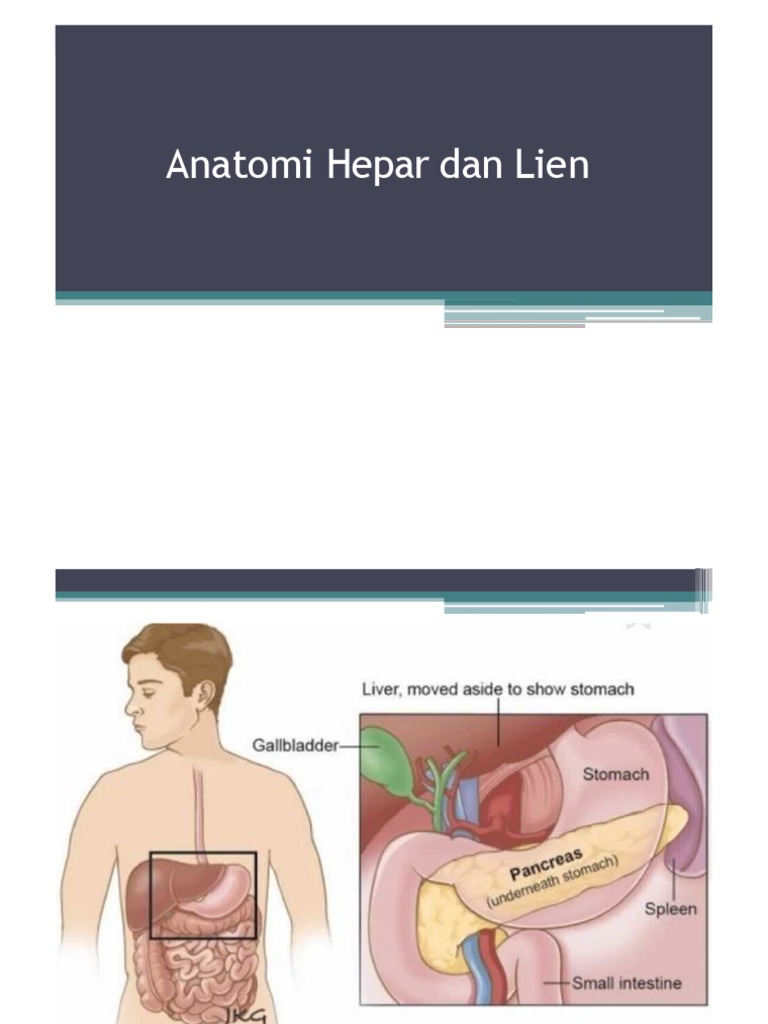 Anatomi Hepar Dan Lien | PDF
