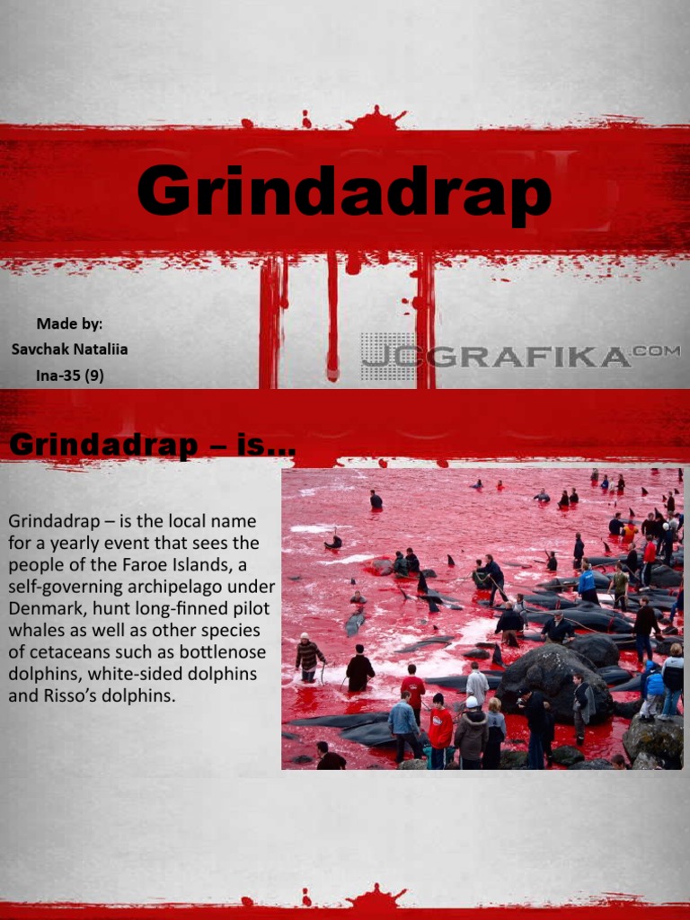 Grindadrap: Made By: Savchak Nataliia Ina-35 | PDF | Ungulates | Whales