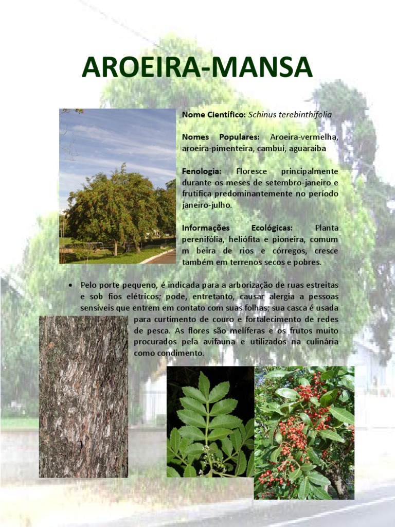AROEIRA | PDF