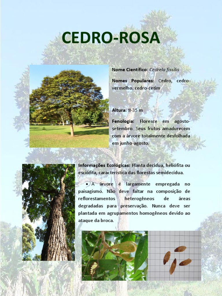 Cedro Rosa | PDF