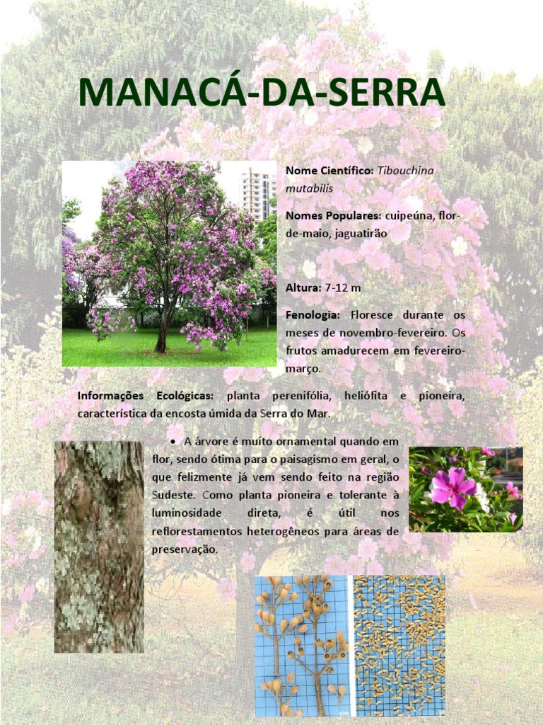 Manacá Da Serra | PDF