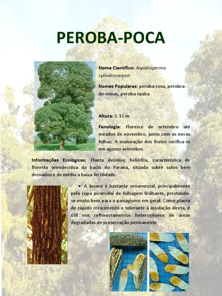 Peroba Poca | PDF | Botânica | Forma de vida vegetal