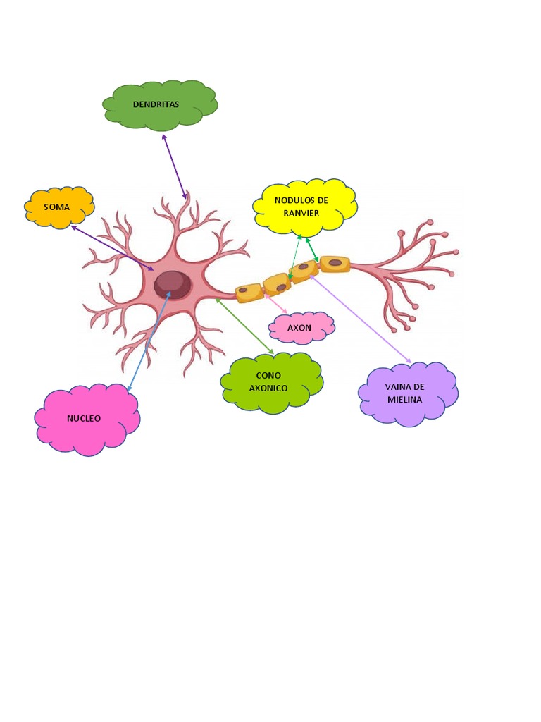 Partes de La Neurona | PDF