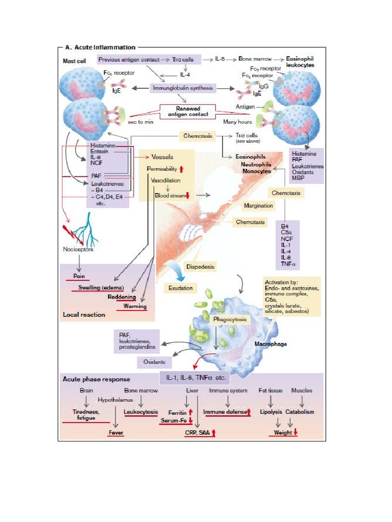 Inflamasi Akut (Trauma) | PDF | Sains & Matematika