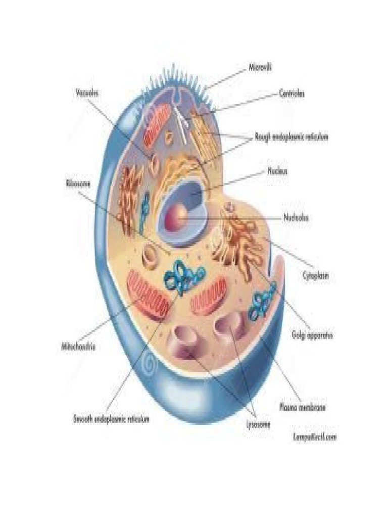 Gambar Sel Manusia, Tumbuhan, Hewan | PDF