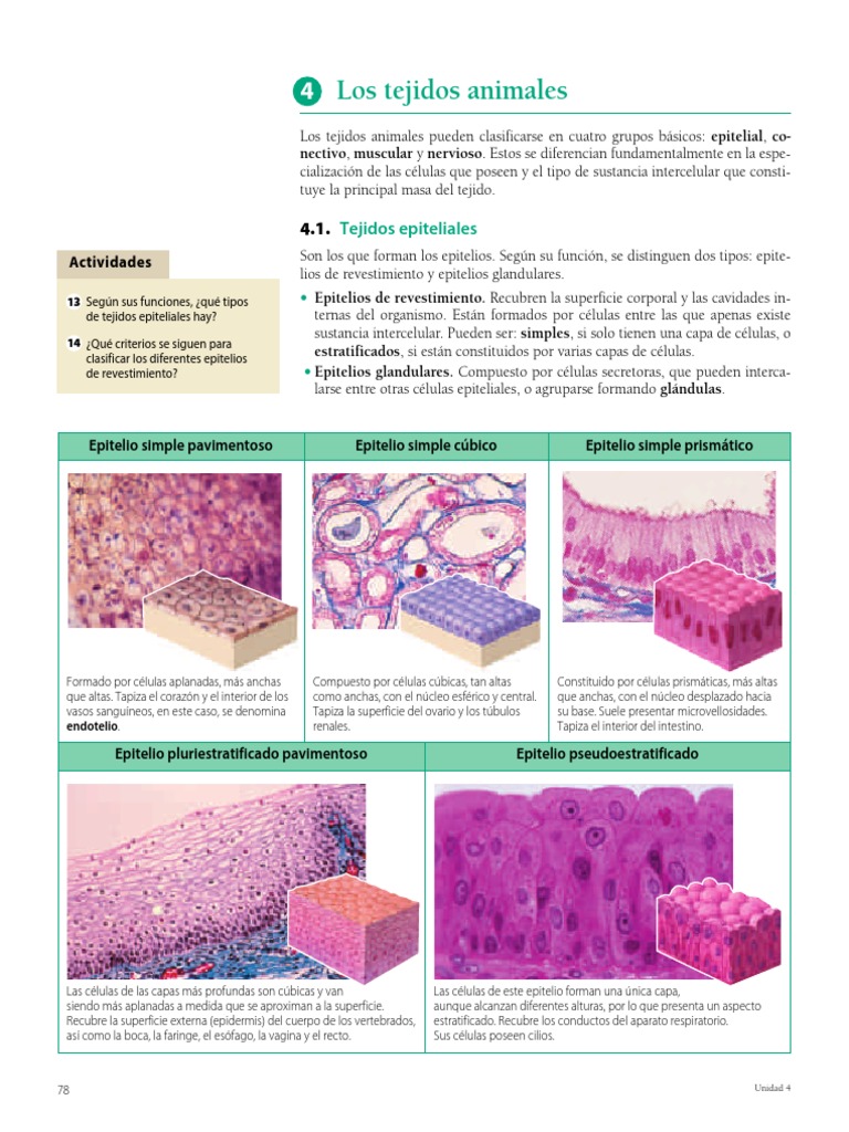 Organización y Estructura de Los Seres Vivos PARTE 3 (78-80) | PDF ...