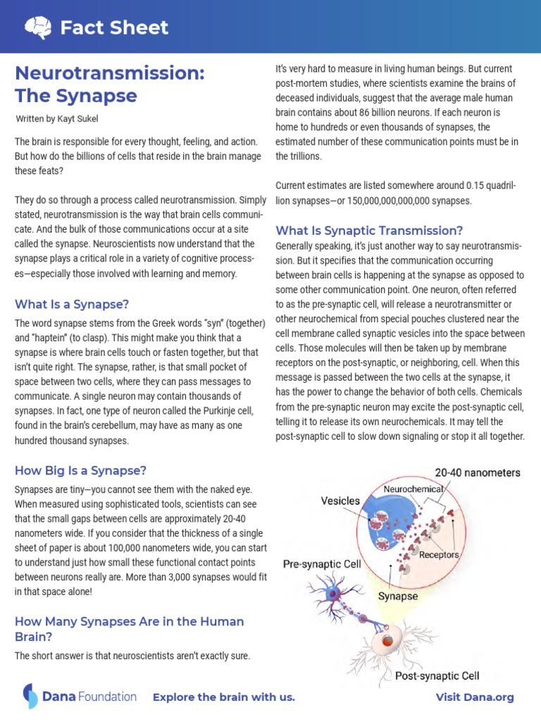 Neurotransmission: The Synapse: What Is Synaptic Transmission? | PDF ...