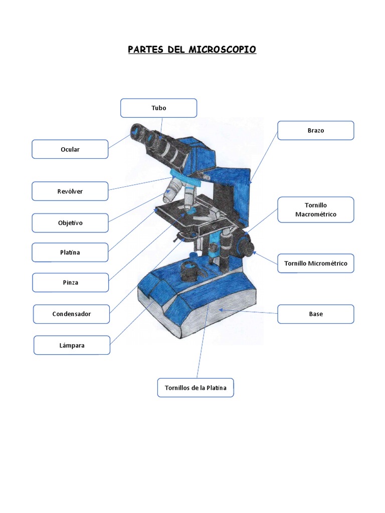 Partes Del Microscopio | PDF