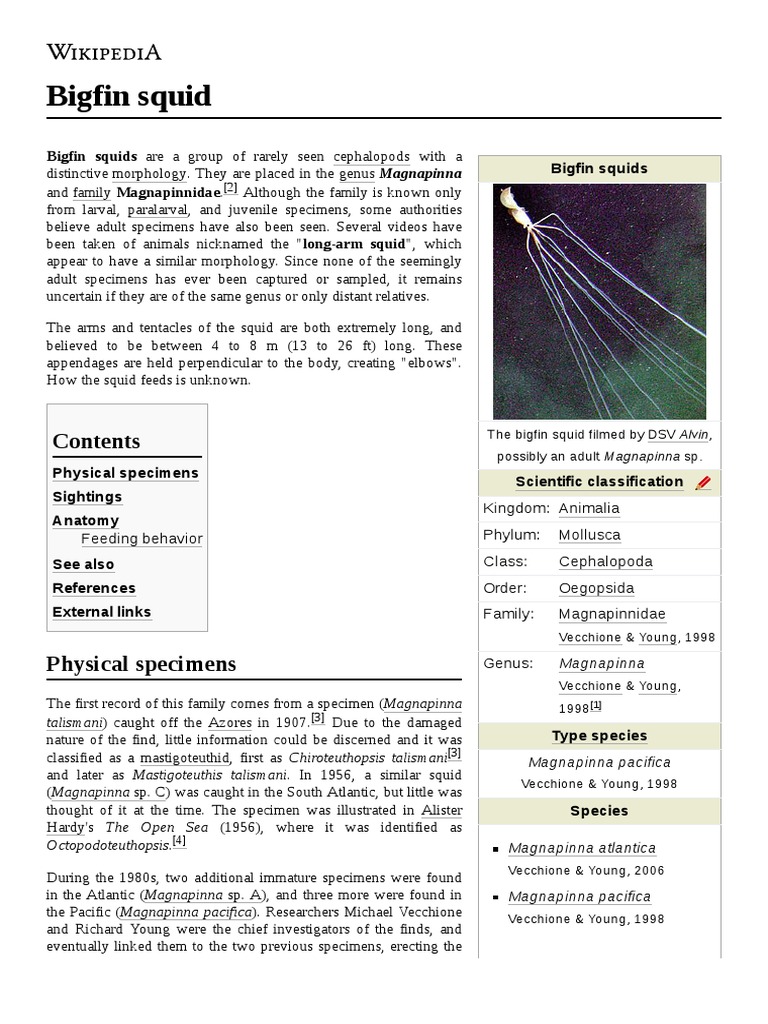 Bigfin Squid: Bigfin Squids Bigfin Squids Are A Group of Rarely Seen Cephalopods With A | PDF ...