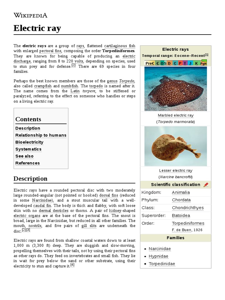 Electric Ray | PDF | Aquatic Organisms | Electricity
