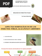 J.L.J.A - Tipos de Pupa | PDF | Crisálida | Mosca