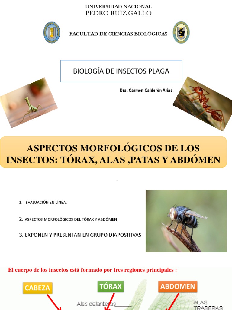 Practica N°7 Sesión Tórax y Abdomen de Insectos | PDF | Abdomen | Hexapoda