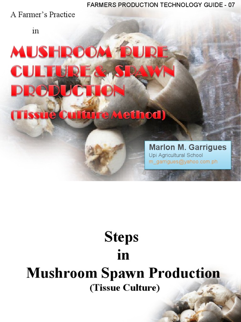 Mushroom Spawn Production (Tissue Culture) | PDF | Mushroom | Nature