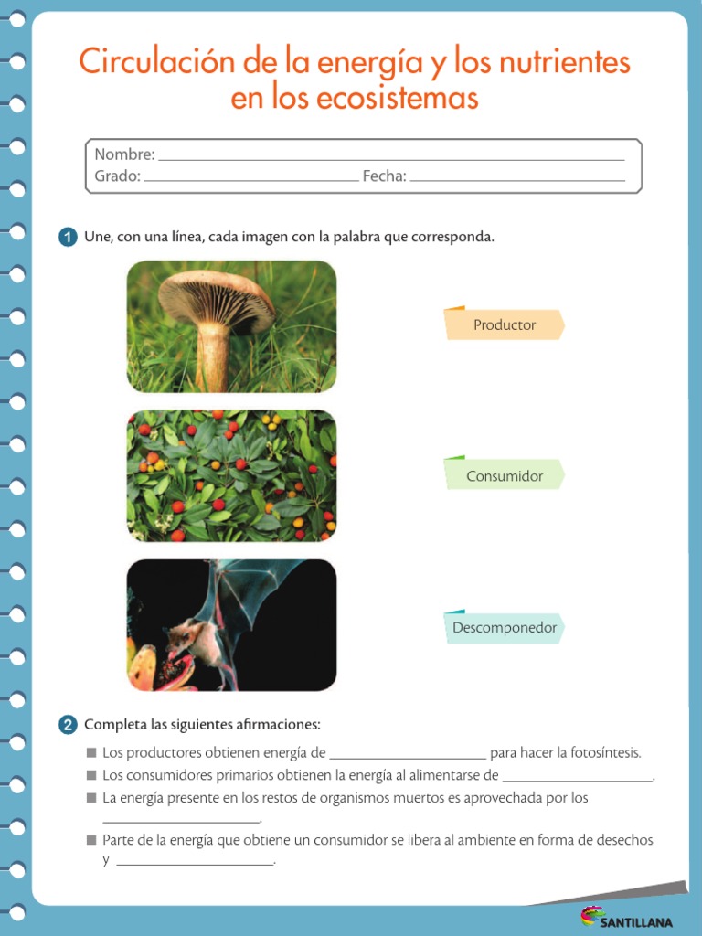 Actividad Circulación de La Energía y Los Nutrientes en Los Ecosistemas ...