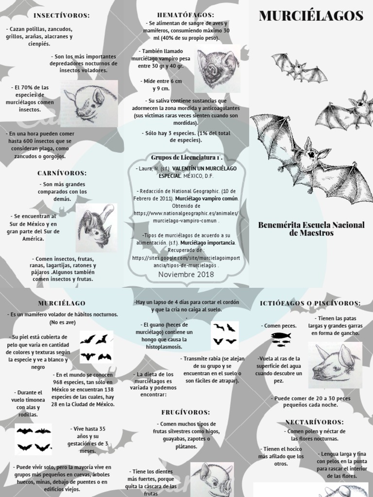 115 Folleto de Murciélagos V2 | PDF | Murciélago | Organismos
