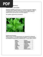 Sacha Culantro | PDF | Hierbas y especias | Alimentos