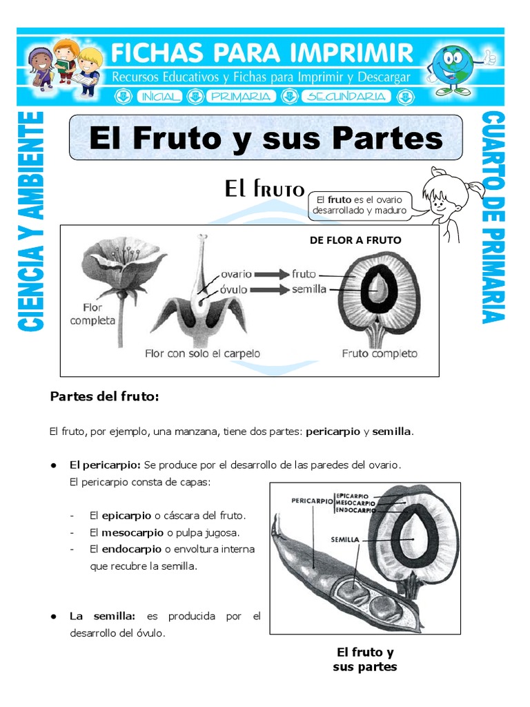 Ficha El Fruto y Sus Partes para Cuarto de Primaria | PDF | Fruta | Semilla