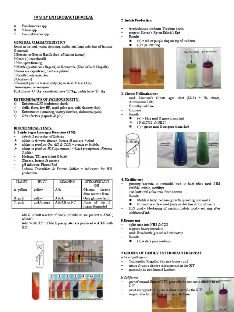 18.1-FAMILY ENTEROBACTERIACEAE and TESTS | PDF | Clinical Pathology ...
