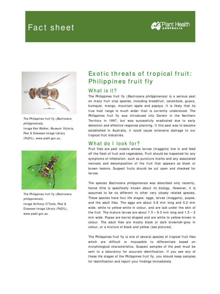 Philippine Fruit Fly FS | PDF | Fly | Fruit