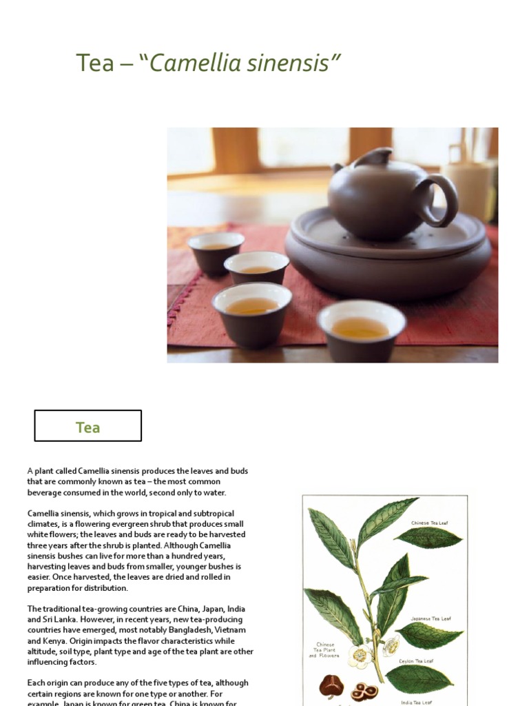 What Is Tea | PDF | Tea | Green Tea