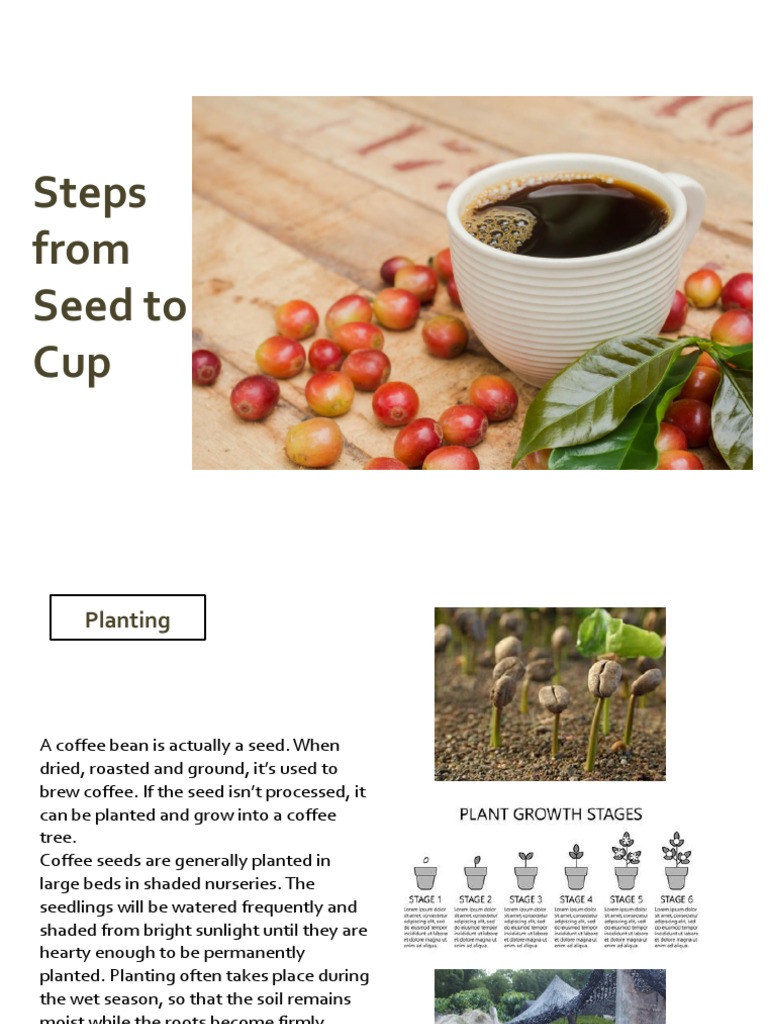 Steps From Seed To Cup | PDF | Harvest | Coffee
