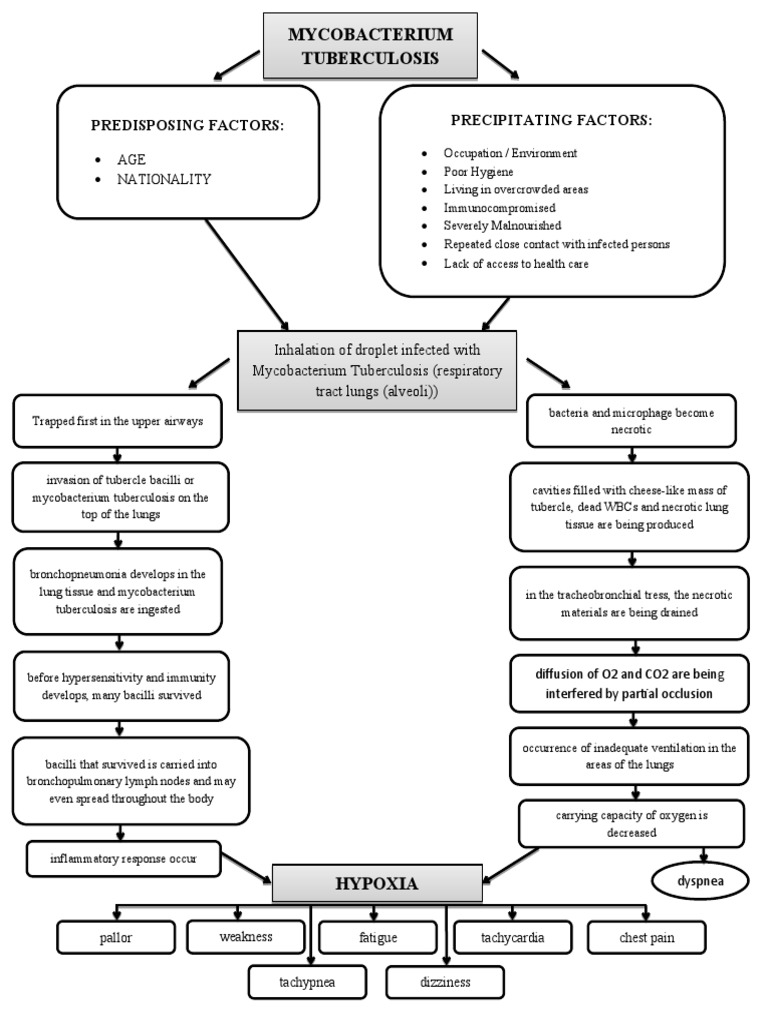 TB Diagram | PDF | Lung | Tuberculosis