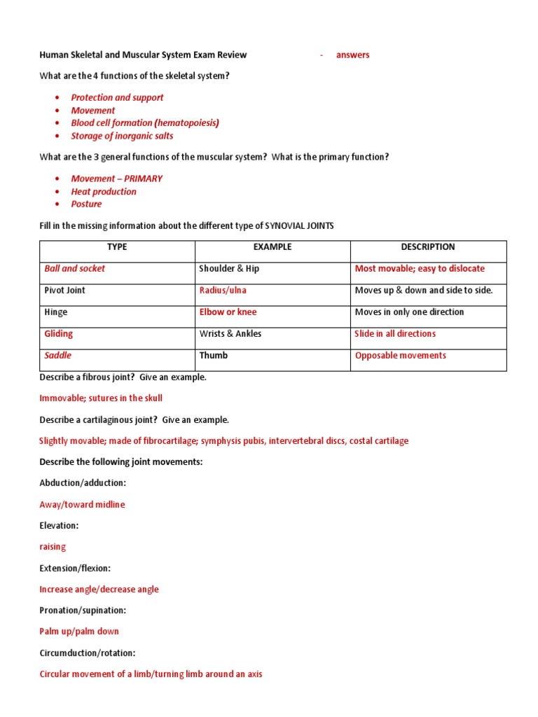 Skeletal and Muscular System Review Test Answers PDF | PDF | Anatomical ...