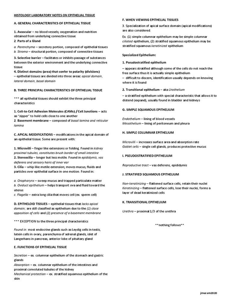 Epithelial Tissue Notes | PDF | Epithelium | Anatomy