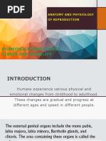 Male Reproductive System | PDF | Testicle | Prostate