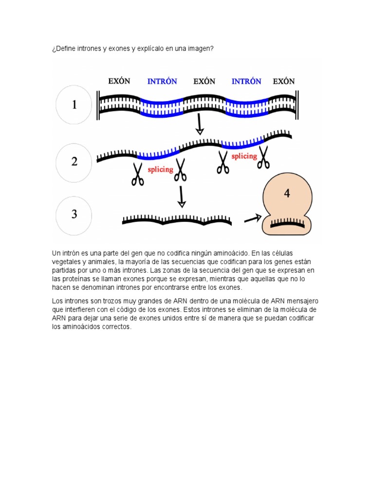 Intrones y Exones | PDF