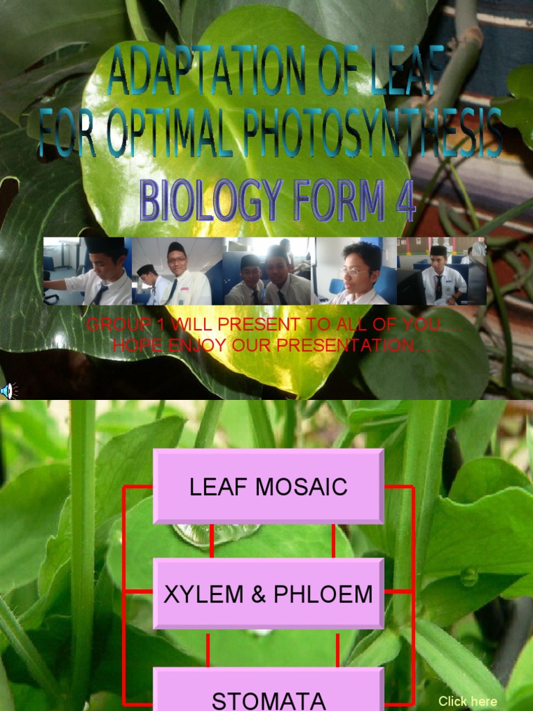 Adaptation of Leaf | PDF | Stoma | Leaf