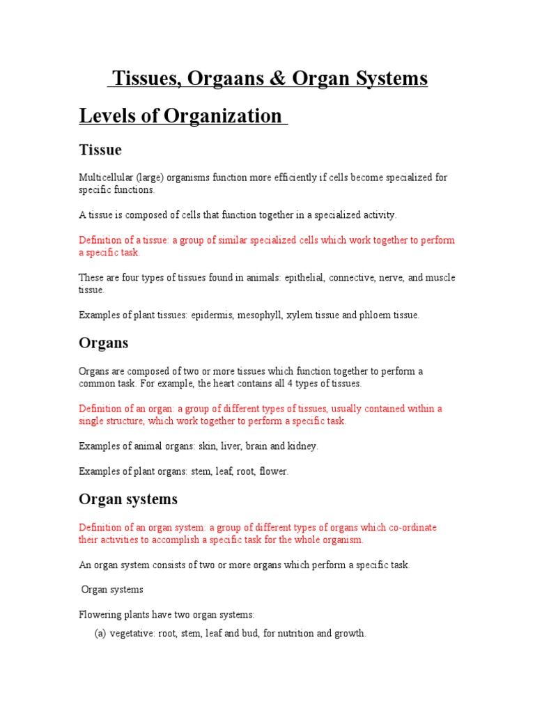 Understanding Tissues and Organs | PDF | Epithelium | Connective Tissue