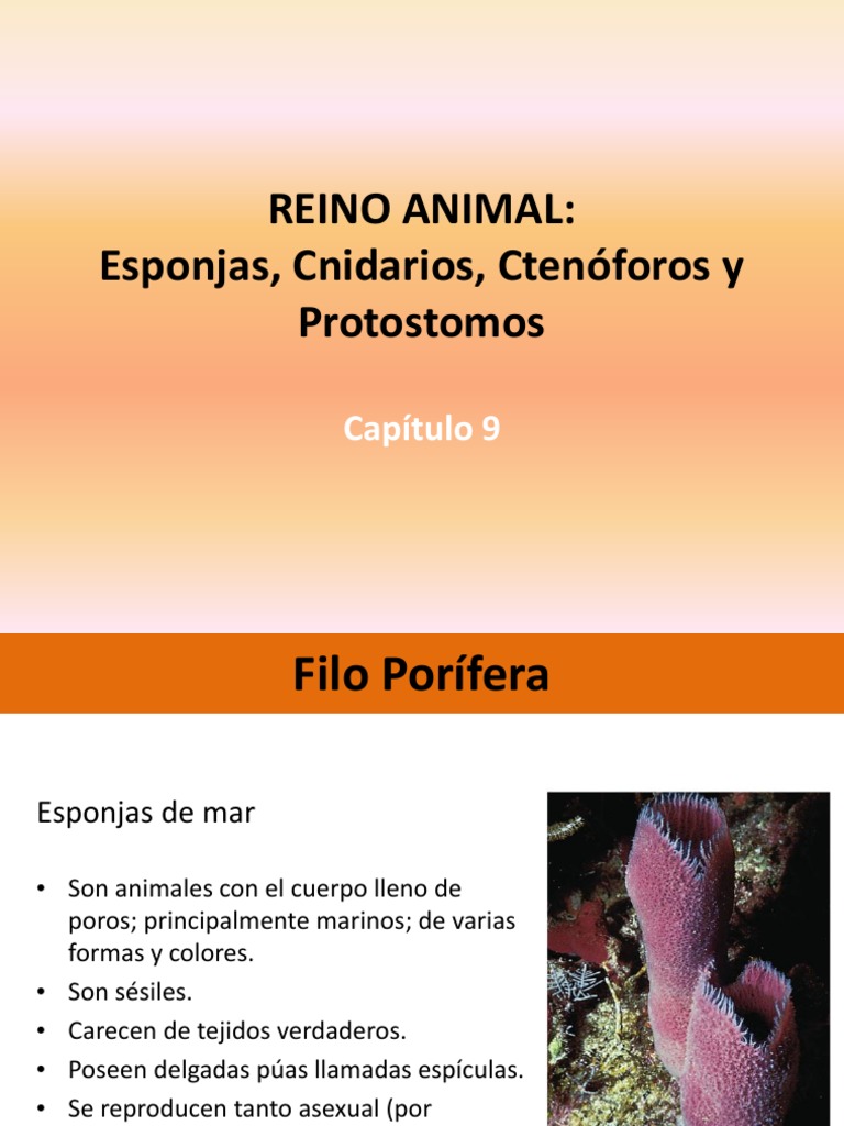 Reino Animal Ii | PDF | Protostomas | Organismos