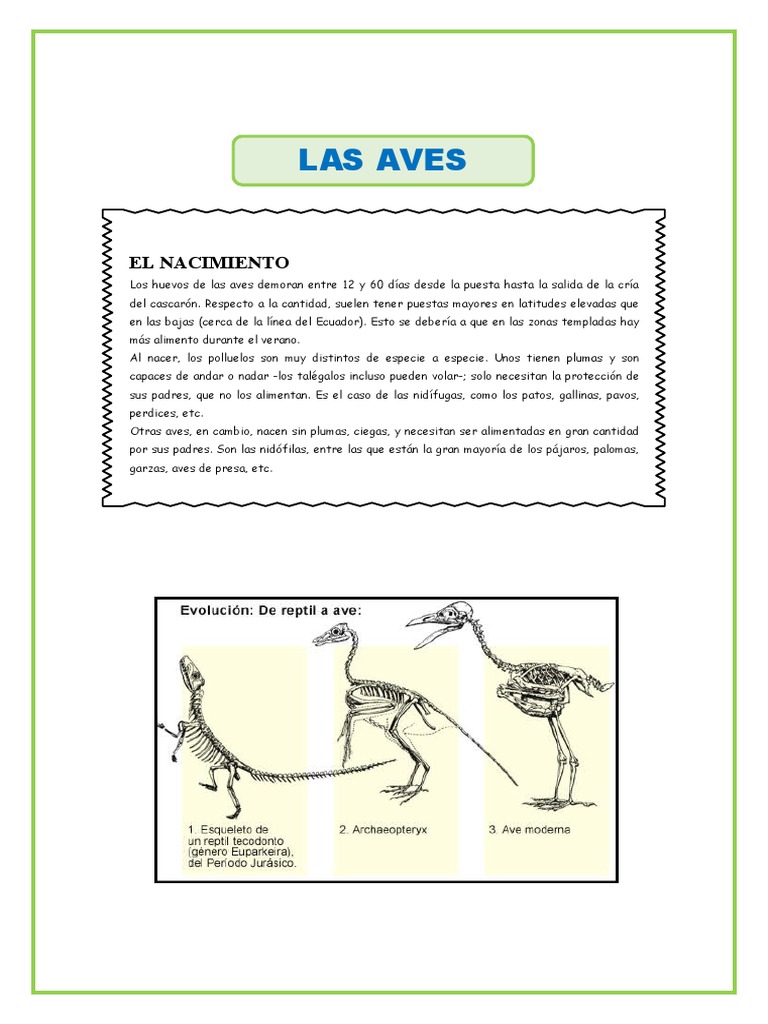Las Aves para Segundo de Secundaria | PDF | Aves | Pluma