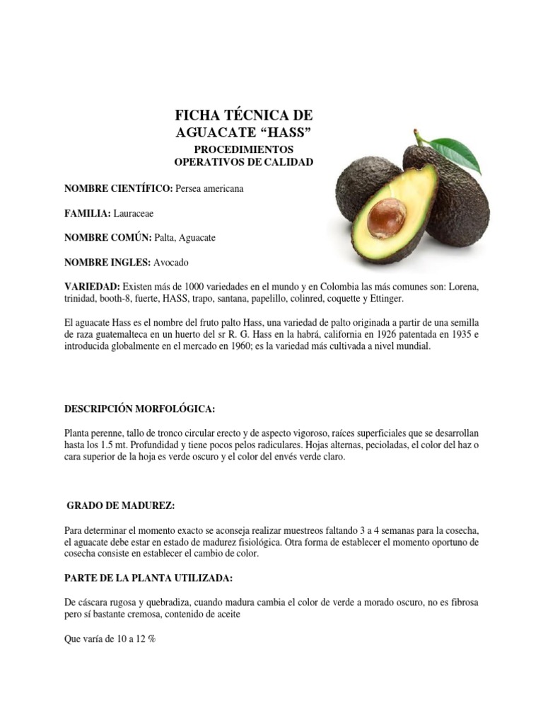 1 Ficha Tecnica Aguacate Hass | PDF | Aguacate | Agricultura