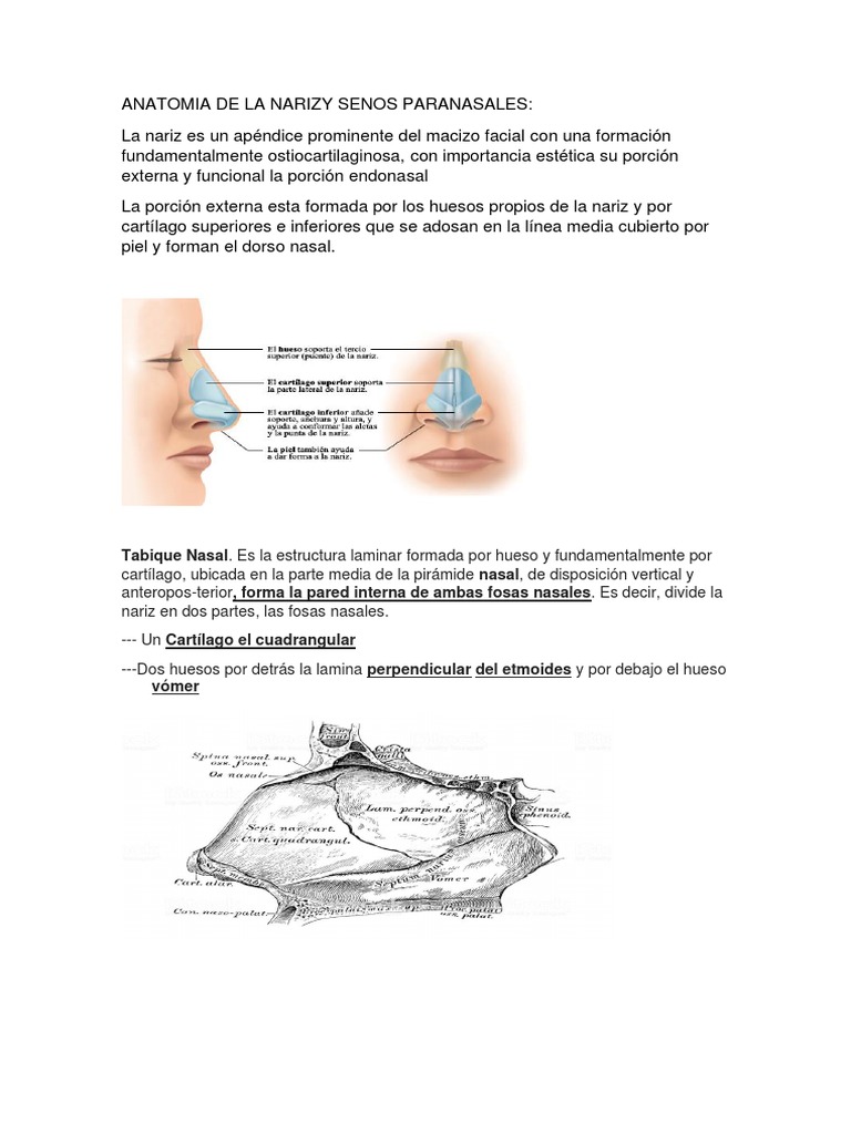 Anatomía de la Nariz y Senos Paranasales | PDF | Sistema esquelético ...