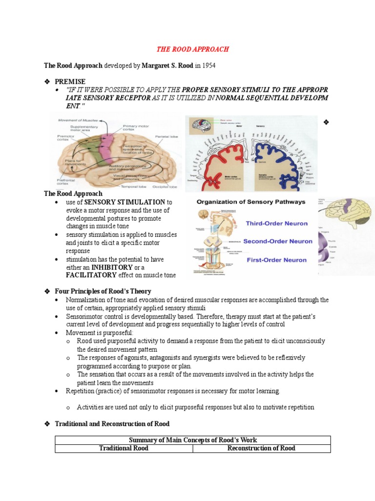 The Rood Approach TheraEx | PDF | Motor Control | Muscle