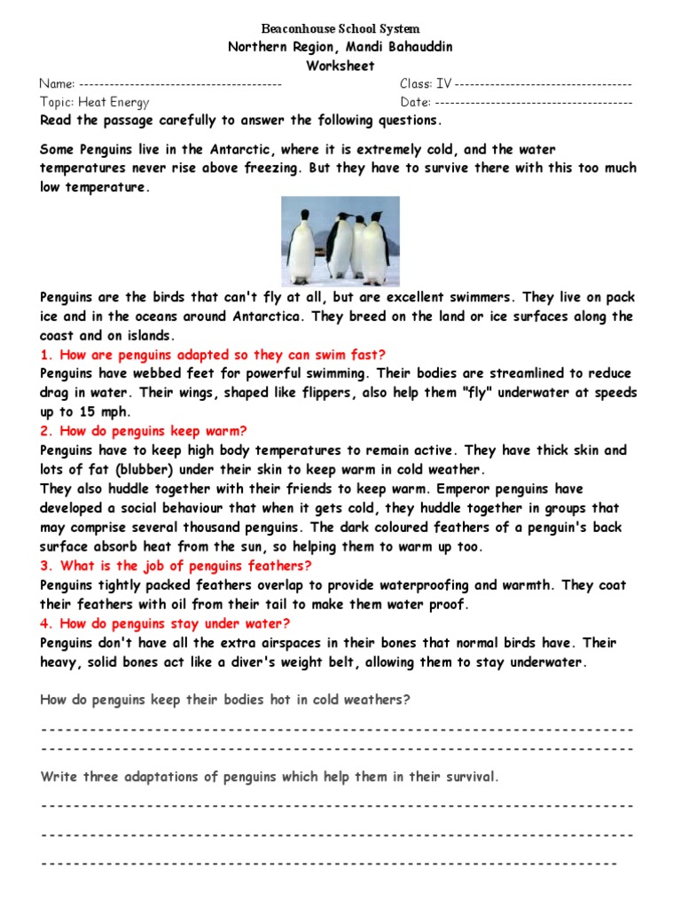 Penguin Adaptations for Cold Survival | PDF | Penguin | Birds