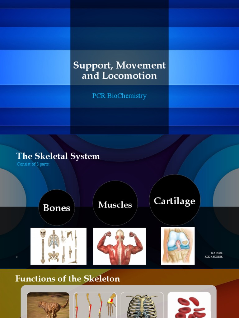 Support, Movement and Locomotion: PCR Biochemistry | PDF | Skeleton ...