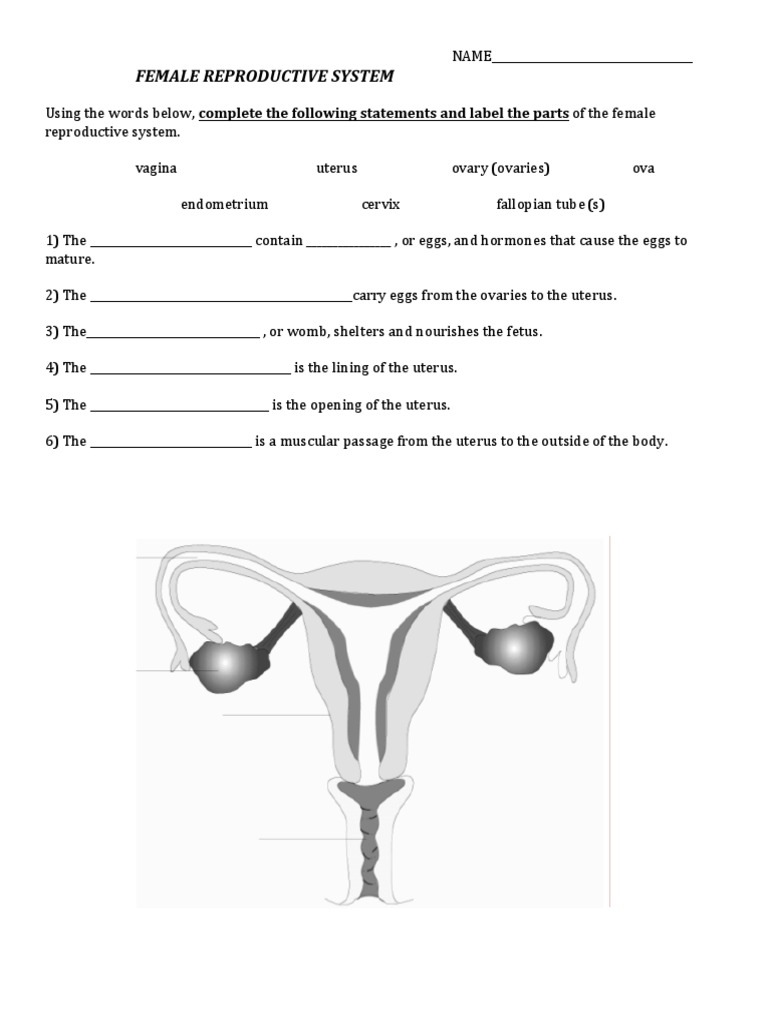 Human Reproduction Homework Sheet Pdf Pdf Uterus Reproductive System