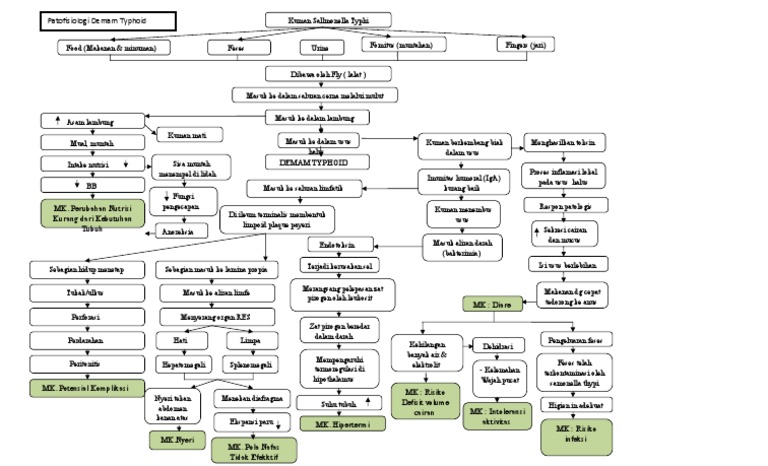 WOC Demam Typhoid | PDF
