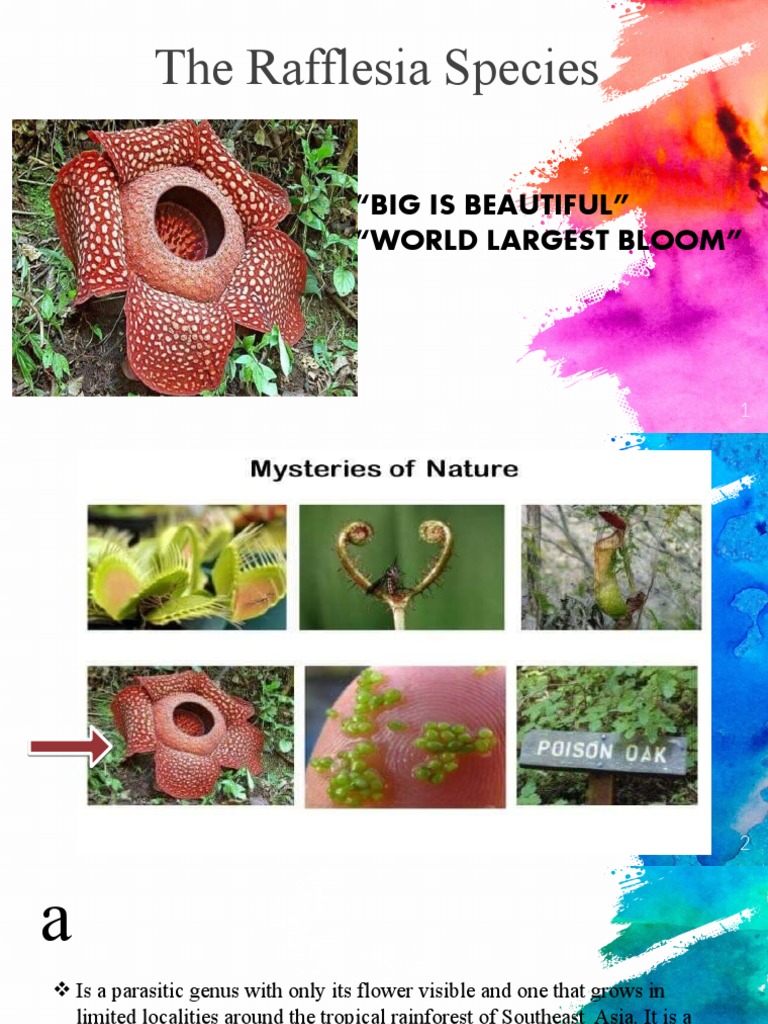 Rafflesia Species (Group 8) | PDF | Plants | Organisms