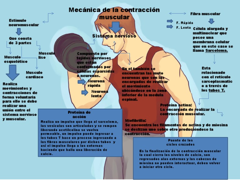 Mecanica de La Contraccion Muscular T2 Nestor Andres Cortes | PDF ...