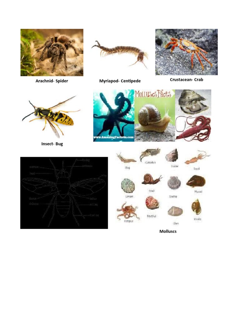 Arthropod and Mollusc Guide | PDF | Young Adult