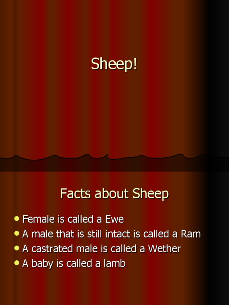 Sheep Breeds | PDF | Sheep | Caprids